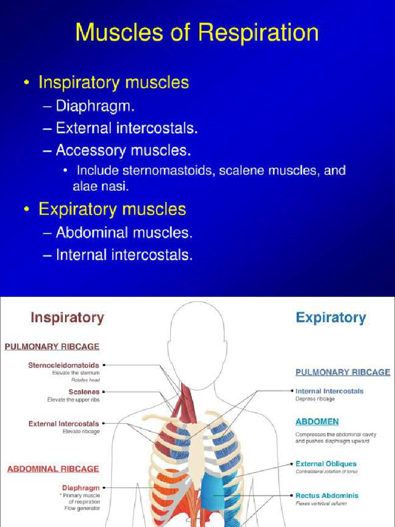 Muscles of Respiration | PDF