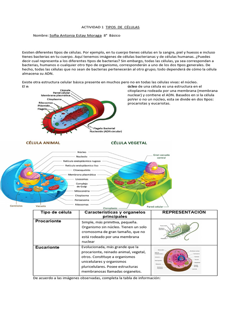 Actividad 1 Tipos de Células FF | PDF | Biología Celular) | Biología