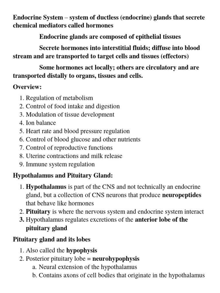 Endocrine System Notes | PDF | Pituitary Gland | Hypothalamus