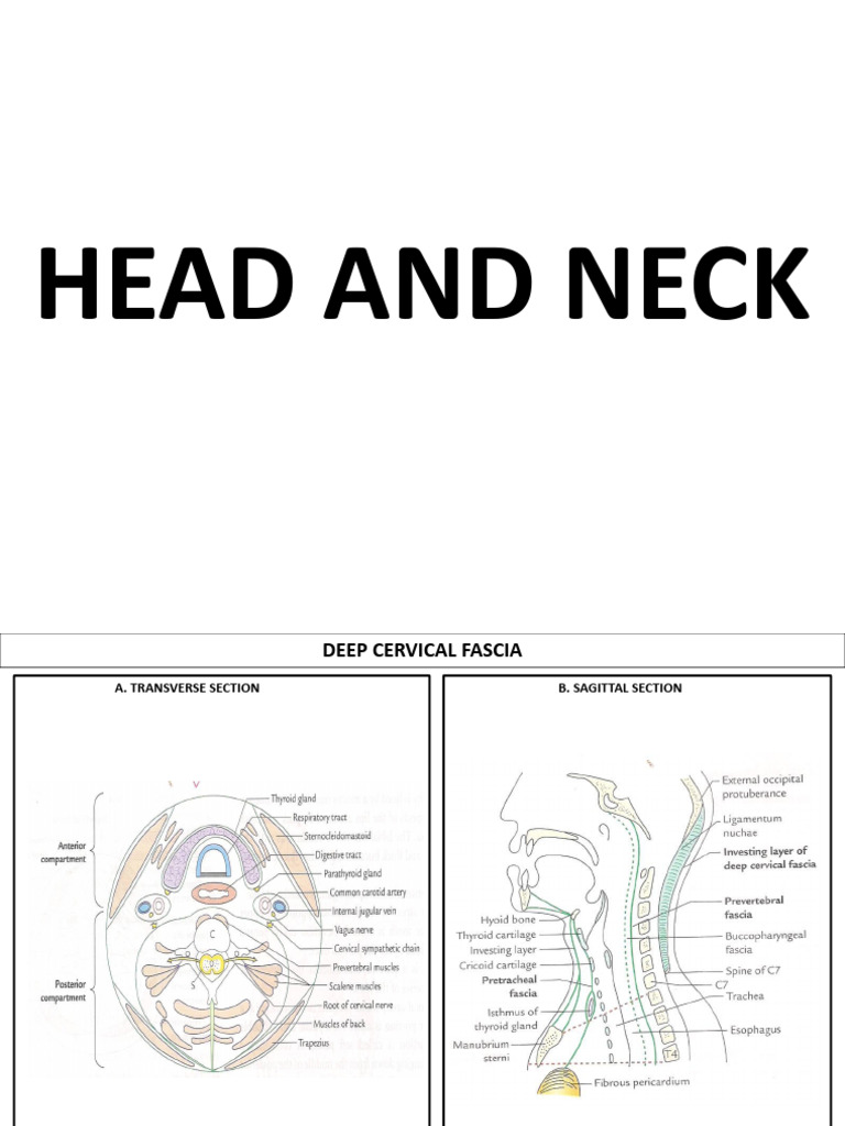 Head and Neck | PDF | Common Carotid Artery | Neck