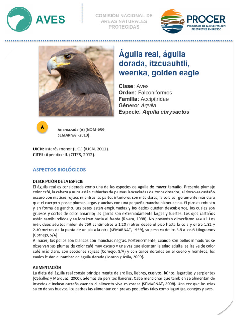 aguila-real | PDF | Huevo | Aves