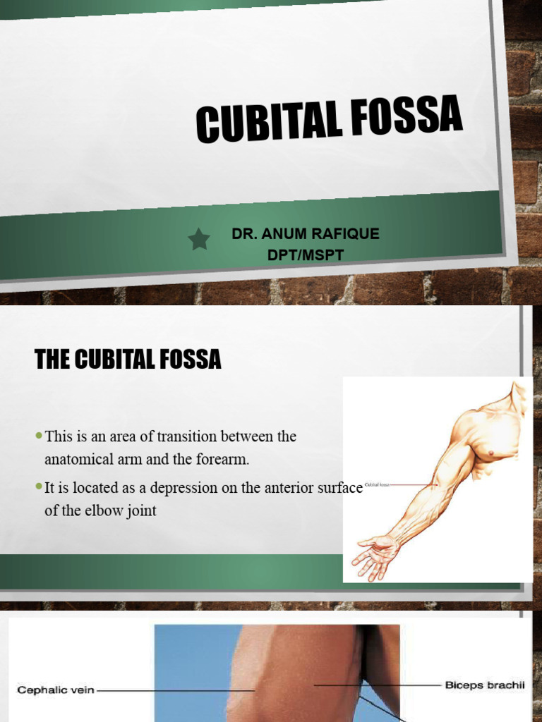 Cubital Fossa | PDF