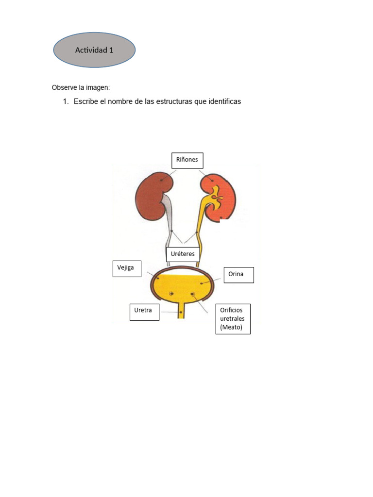 Practica 10. Morfo II - Vias Urinarias | PDF | Sistema urinario | Riñón