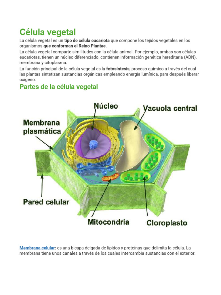 Célula vegetal | Descargar gratis PDF | Citoplasma | Biología Celular)