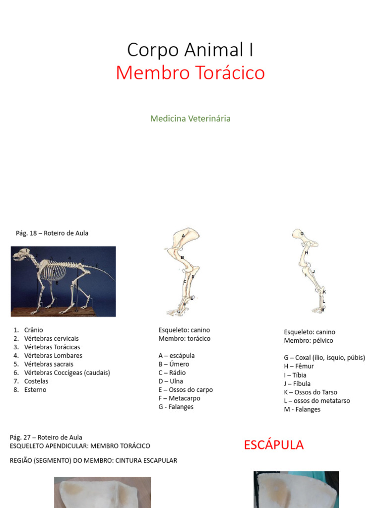 Roteiro Corpo Animal 1 | PDF | Pélvis | Quadril