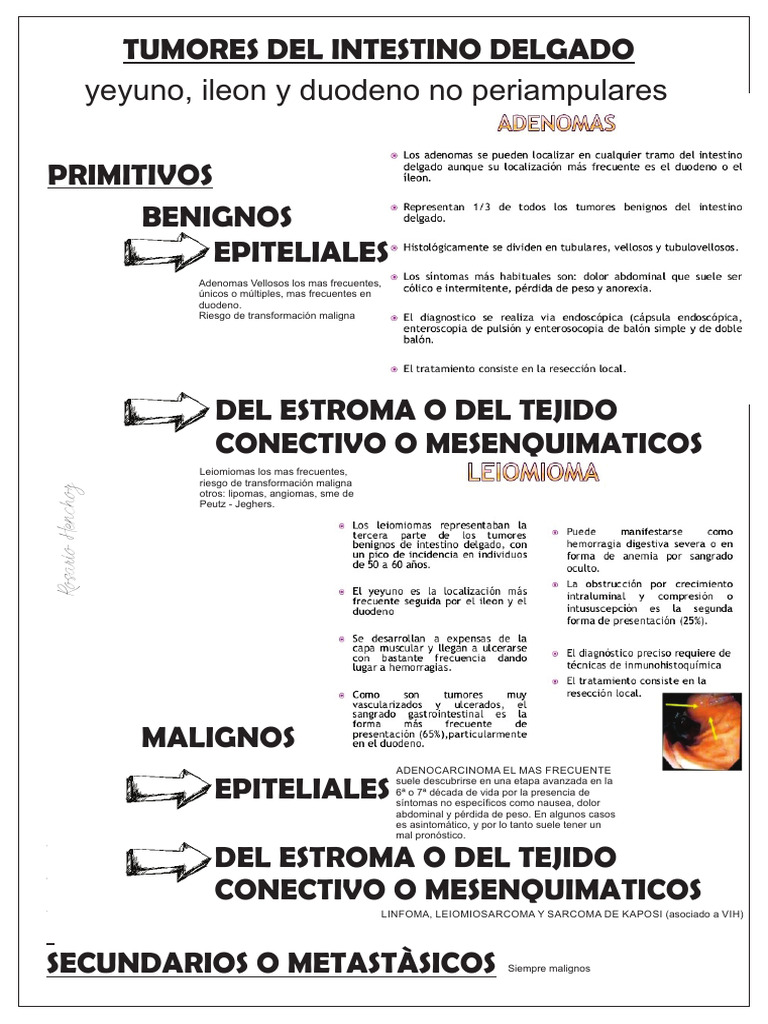Tumores del Intestino Delgado: Tipos y Tratamientos | PDF | Tracto ...
