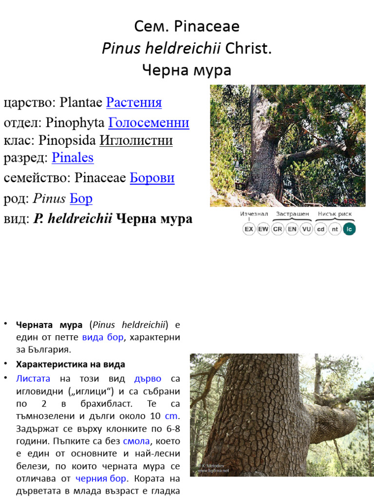 Kedri Muri Bor 2 | PDF