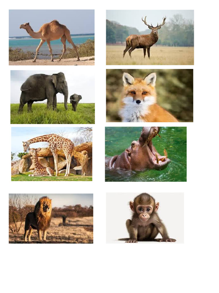 animales | PDF