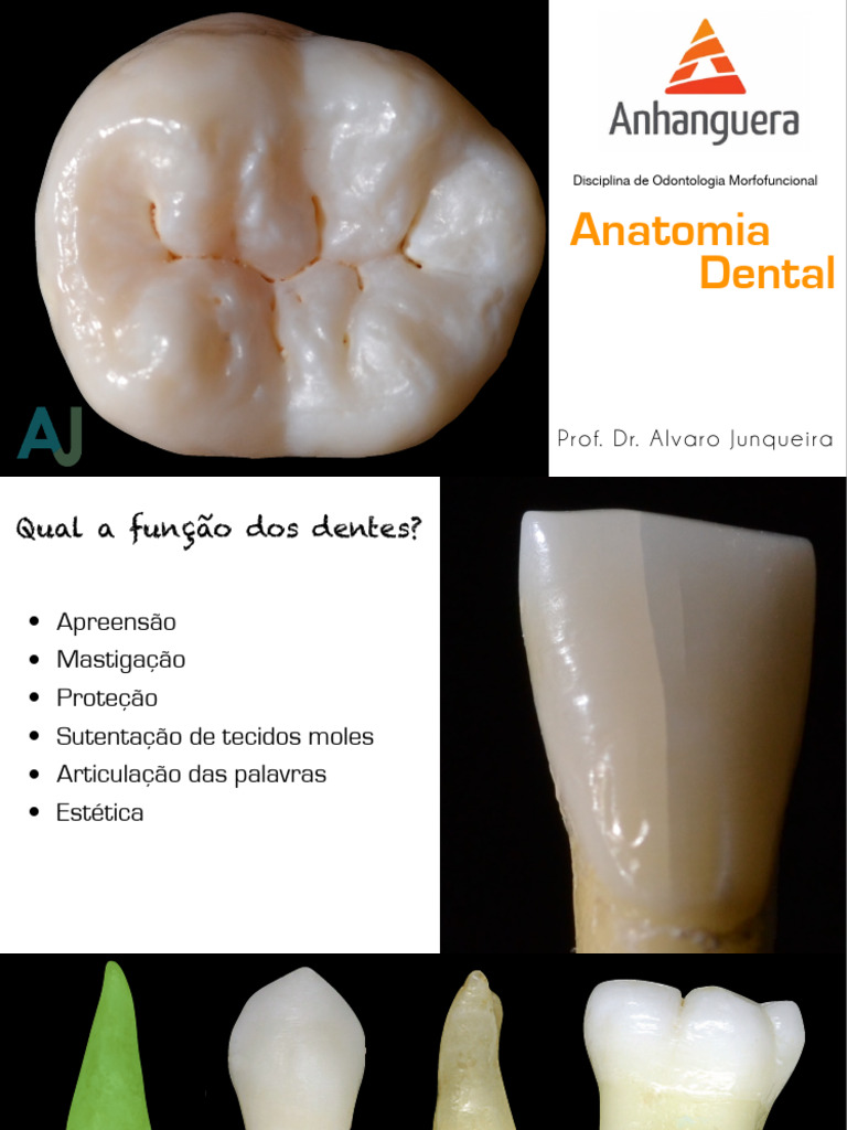 Aula Anatomia Dental | PDF | Dente humano | Anatomia dental