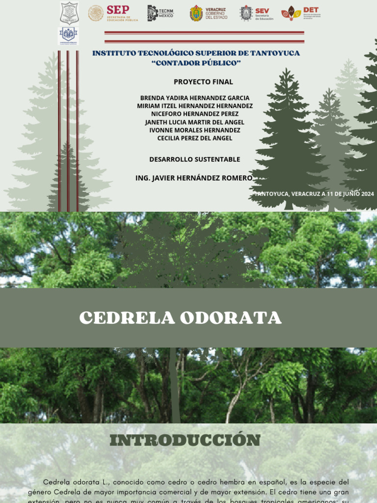 Importancia del Cedro Hembra en Veracruz | PDF | Arboles | Plantas