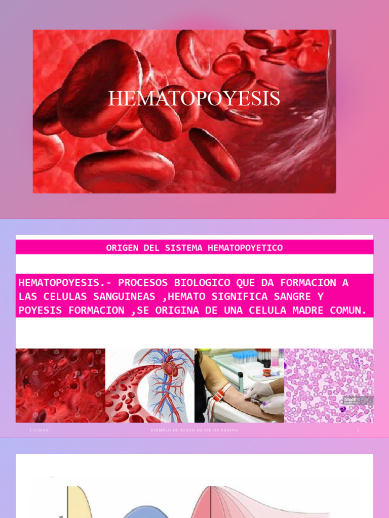 Hematopoyesis Pdf Hematopoyesis Hueso