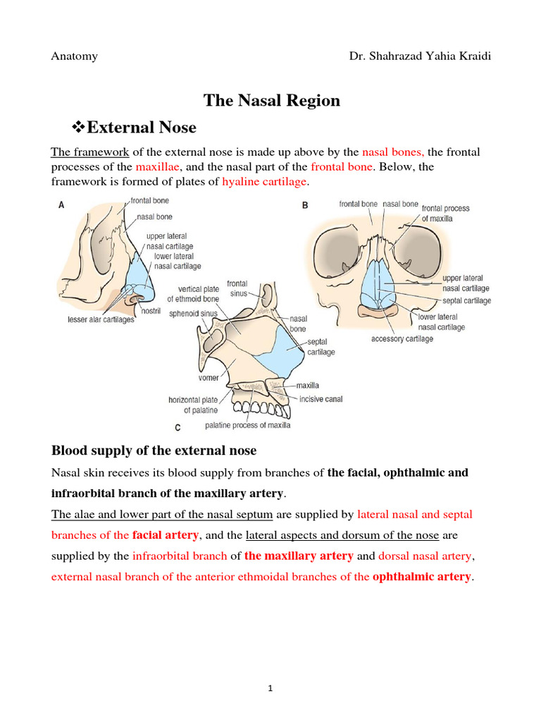 Anatomy of the Nasal Region Explained | PDF | Human Nose | Rhinology