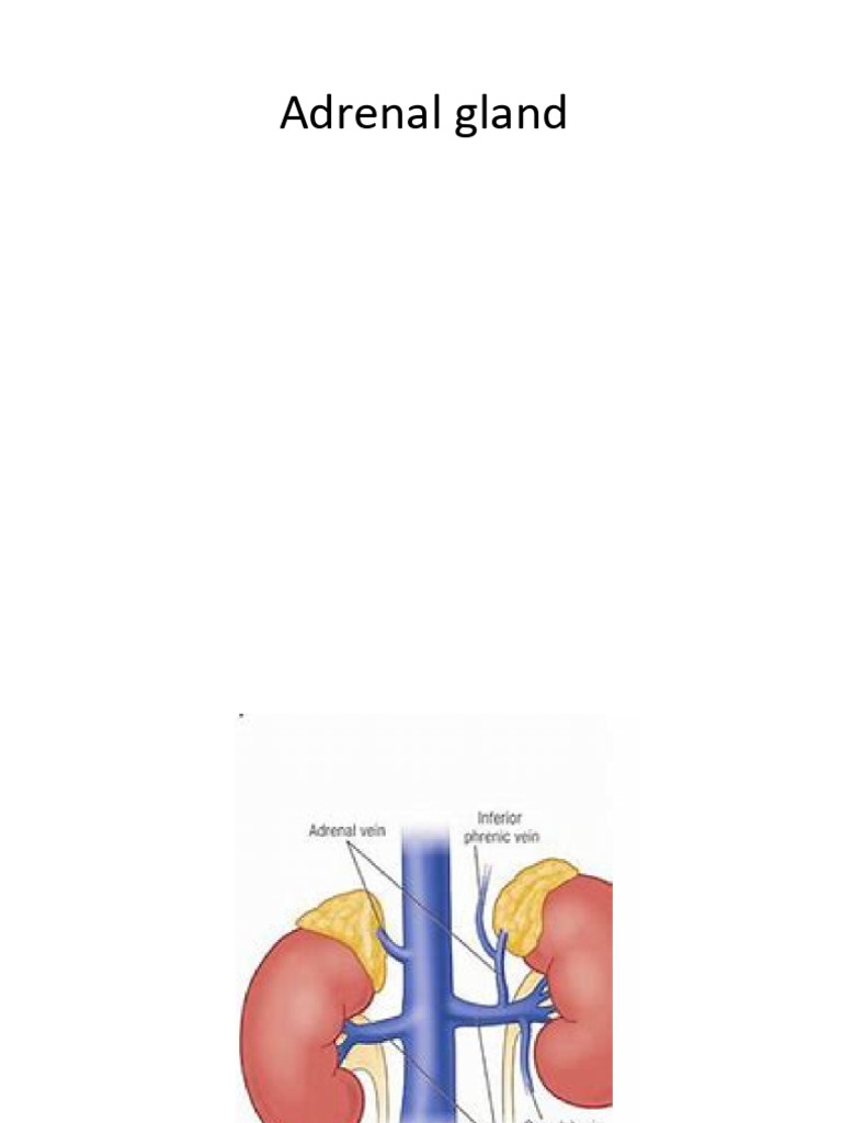 Anatomy Lec.3 Adrenal Gland | PDF | Adrenal Gland | Kidney
