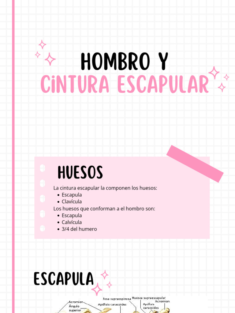Anatomía del Hombro y Cintura Escapular | PDF | Sistema ...