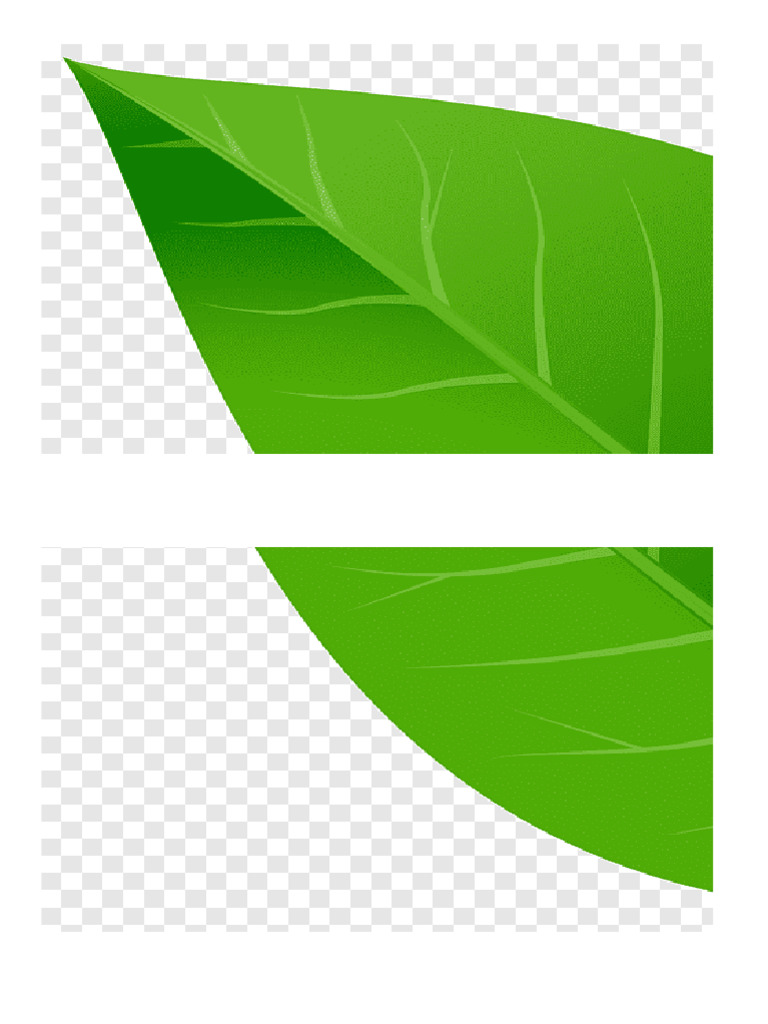 Leaf | PDF