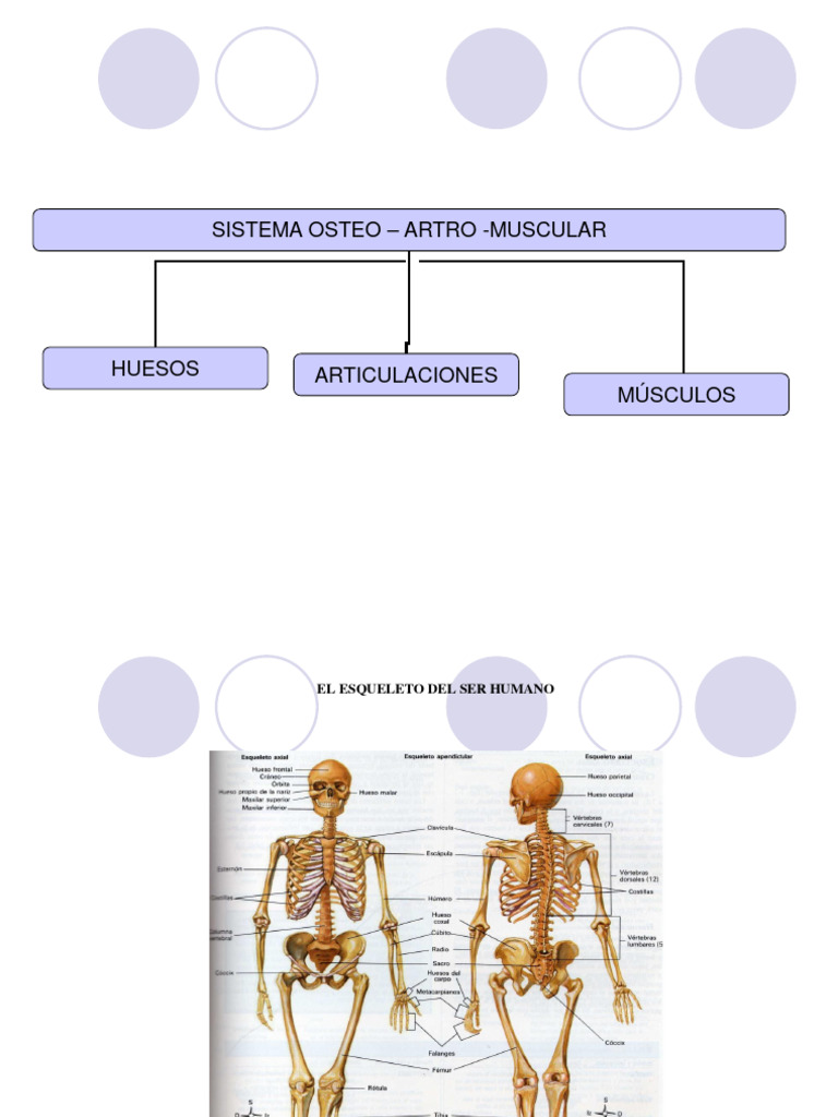Sistema Oseo Articular y Muscular Presentaciones Imagenes | PDF | Hueso ...