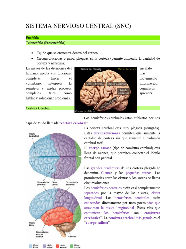 Sistema Nervioso Central 3 | Descargar gratis PDF | Cerebro | Neurona