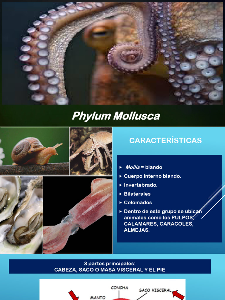 Phylum Mollusca Clases | PDF | Bivalvia | Pulpo