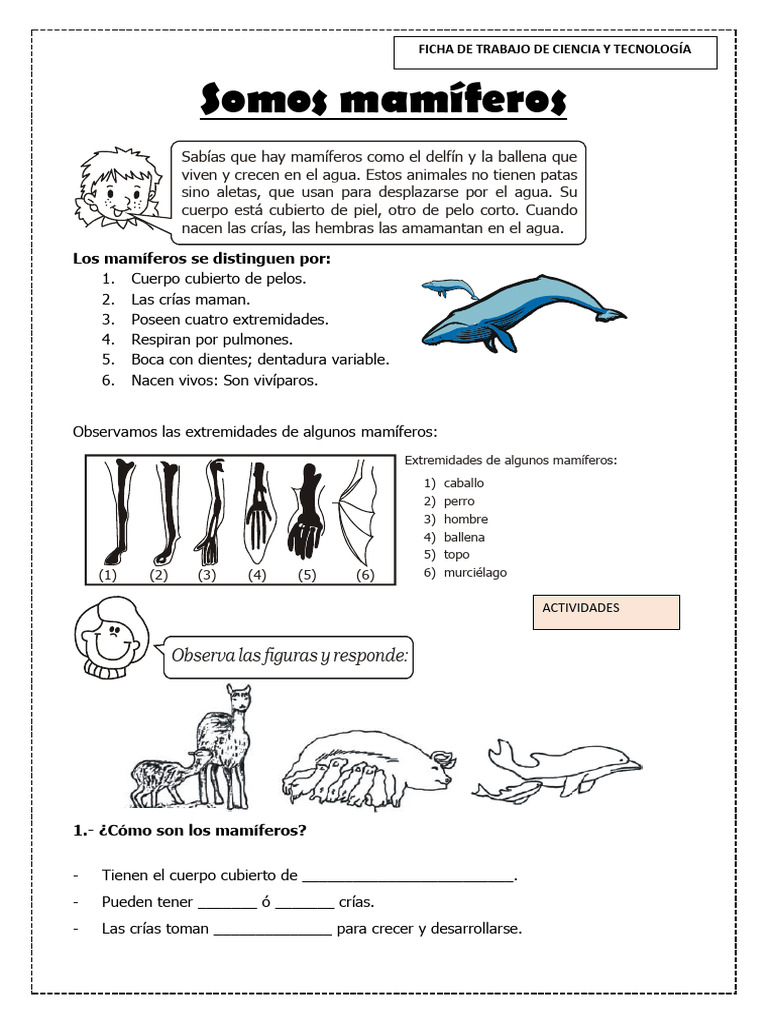 FICHA CIENCIA - MAMÍFEROS - para Enviar | PDF | Mamíferos | Murciélago