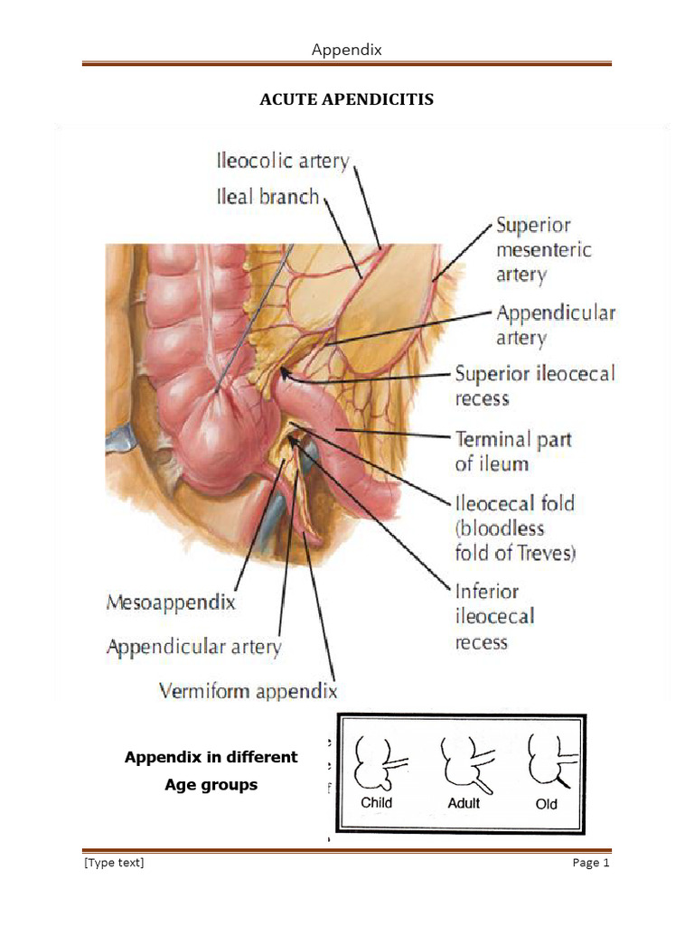 Acute Appendicitis Final | PDF | Abdomen | Gastroenterology