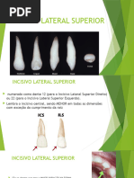 Anatomia dos Caninos Dentais | PDF | Dente | Rosto