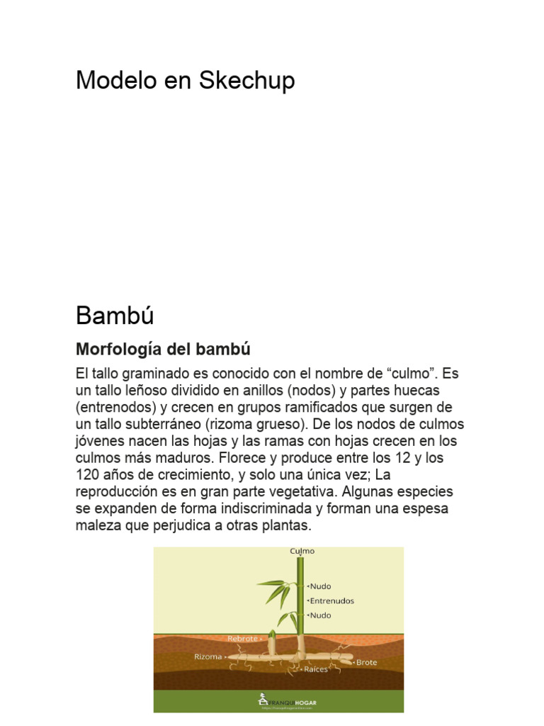 Morfología y usos del culmo de bambú | PDF | Tallo de la planta ...