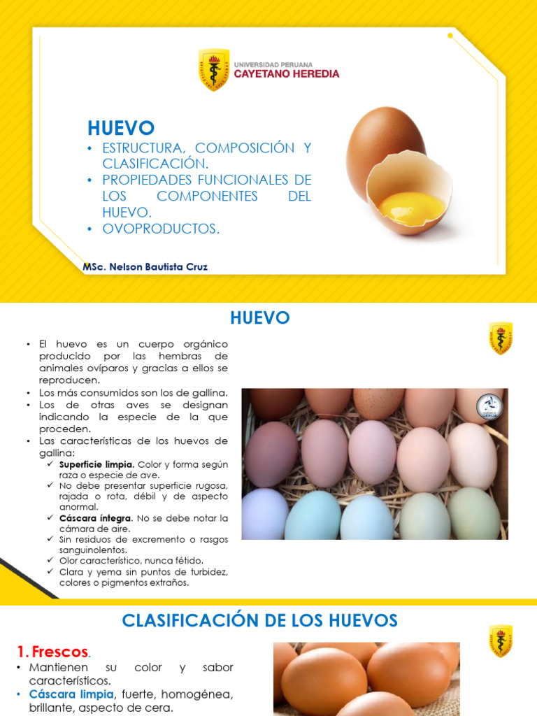 Estructura y Clasificación del Huevo | PDF | Panes | Yema de huevo