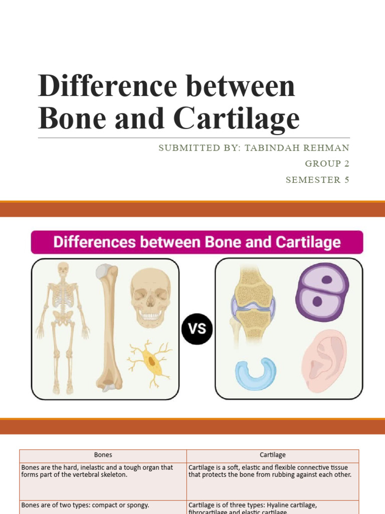 Bone Cartilage | PDF