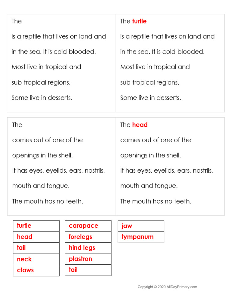The Turtle Definitions Stage 2 | PDF | Reptile