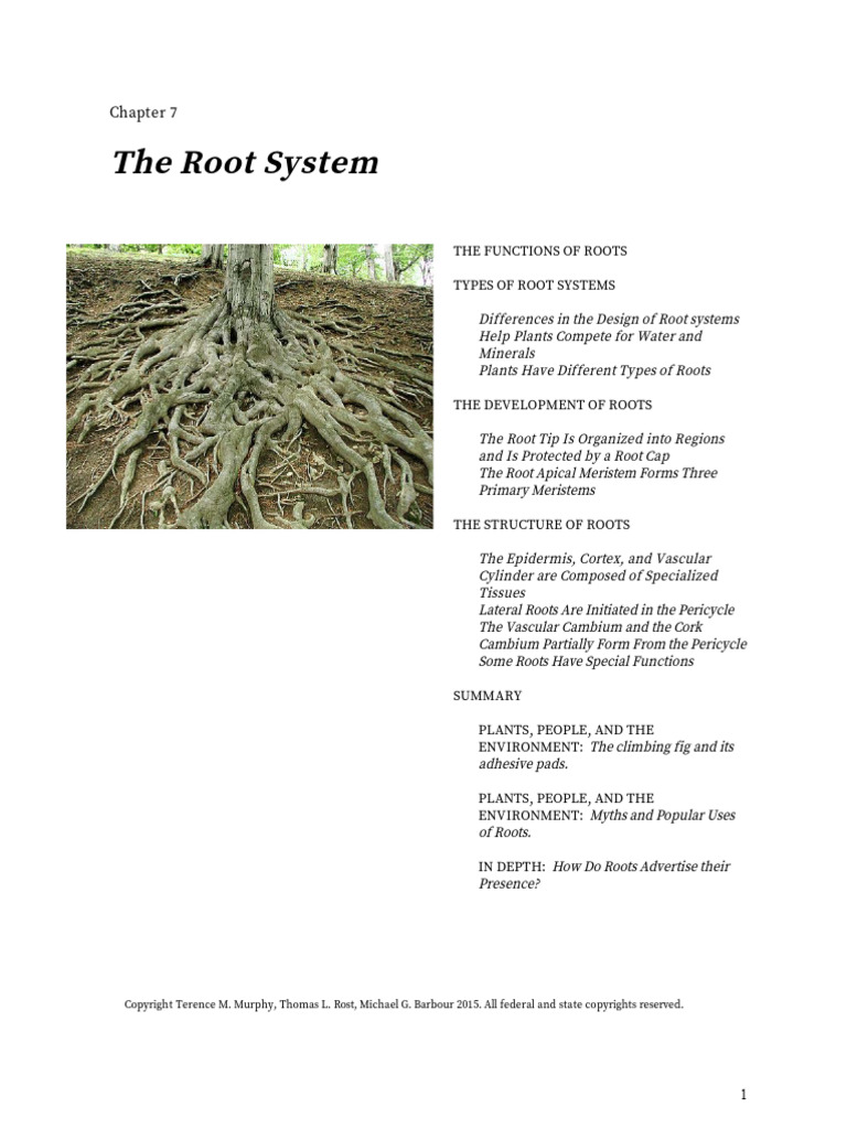 root-systems | PDF | Root | Tissue (Biology)