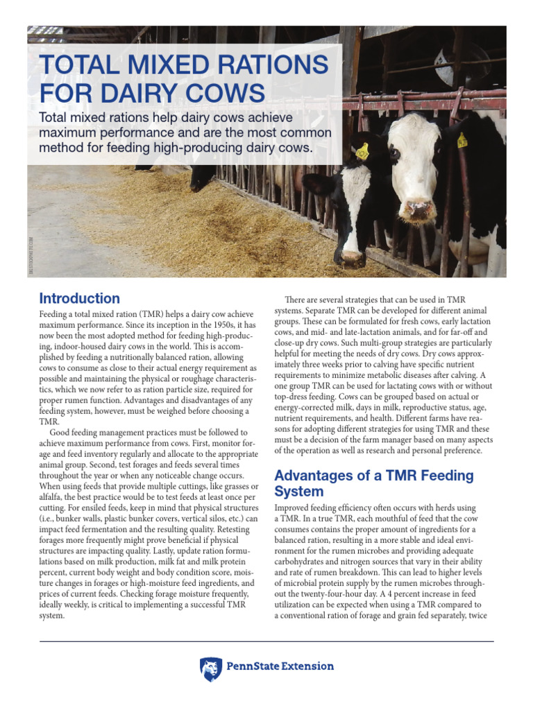 TMR For Dairy Cows | PDF | Cattle | Dairy Cattle