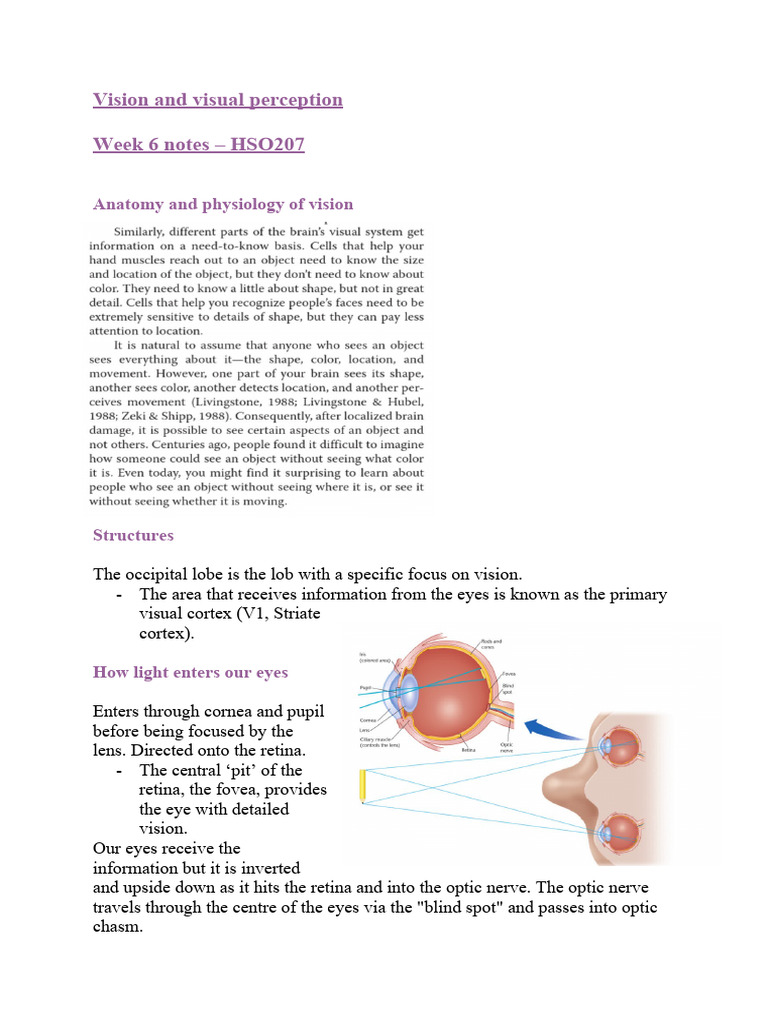 Week 6 Notes - HSO207 | PDF | Visual System | Visual Cortex
