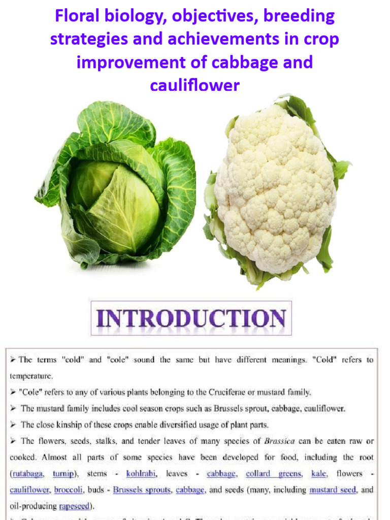 VSC 301 - Cabbage and Cauliflower - PPT 1 - Agri Junction | PDF