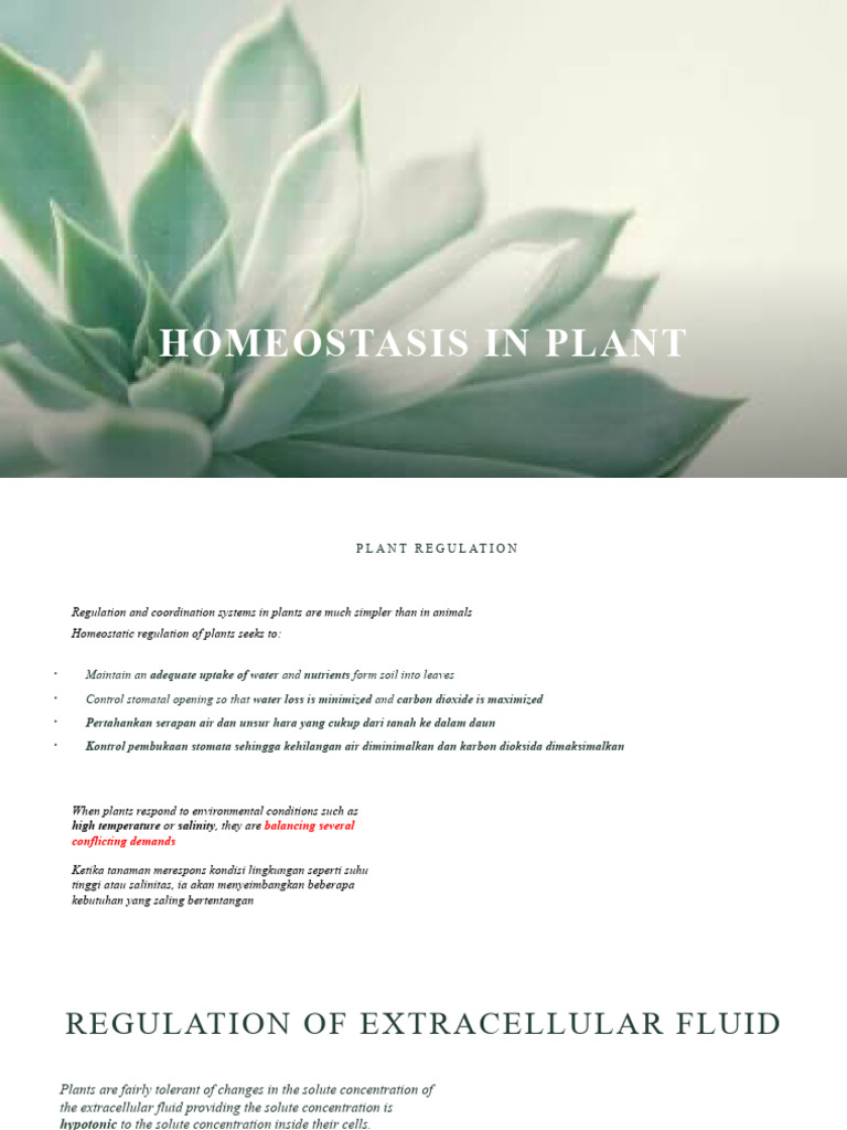 Homeostasis in Plants | PDF | Stoma | Biochemistry