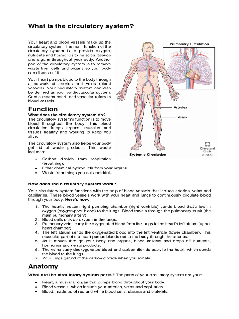 What Is The Circulatory System | PDF | Heart | Artery