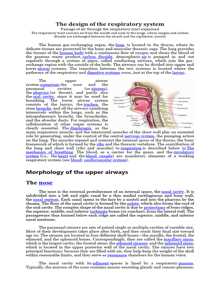 The Design of The Respiratory System | PDF | Respiratory Tract | Lung