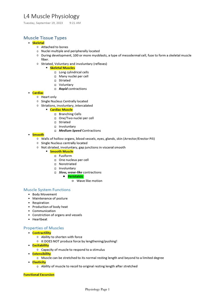 L4 Muscle Physiology | PDF | Skeletal Muscle | Muscle Contraction
