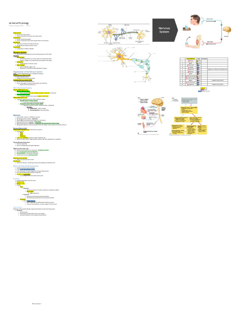 L3 Nerve Physiology | PDF | Axon | Neuron