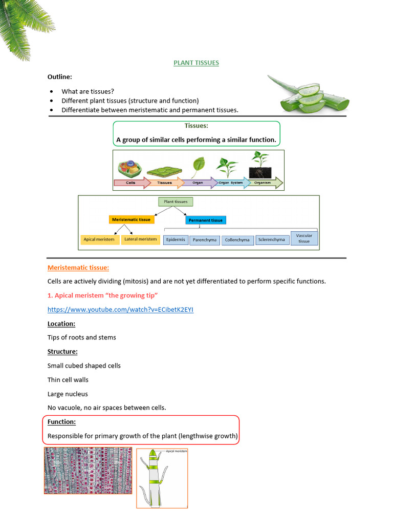plant-tissues-pdf | PDF | Leaf | Tissue (Biology)