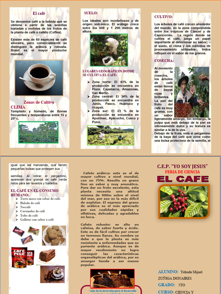 Triptico Cafe | PDF | café | Agricultura