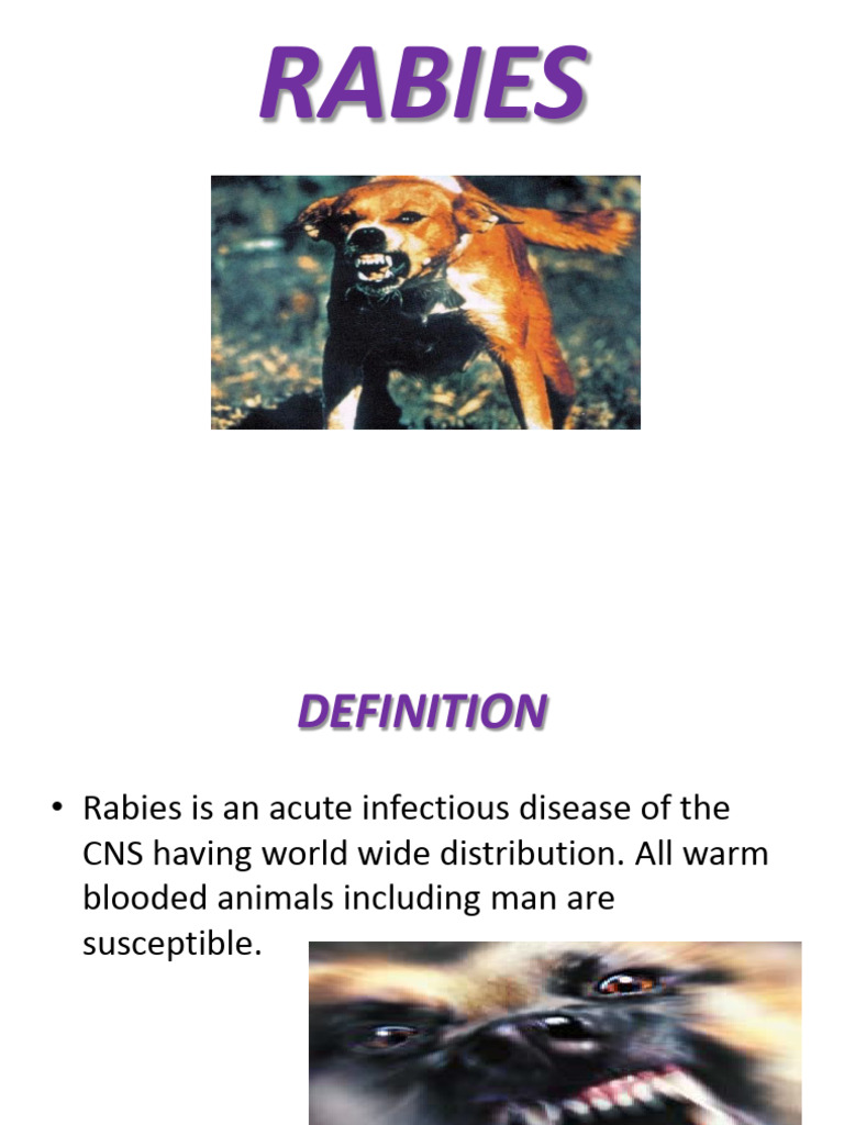 Rabies-pdf | PDF | Rabies | Diseases And Disorders