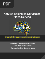 Anatomía del Plexo Cervical: Guía Completa | PDF | Nervio | Neuroanatomía