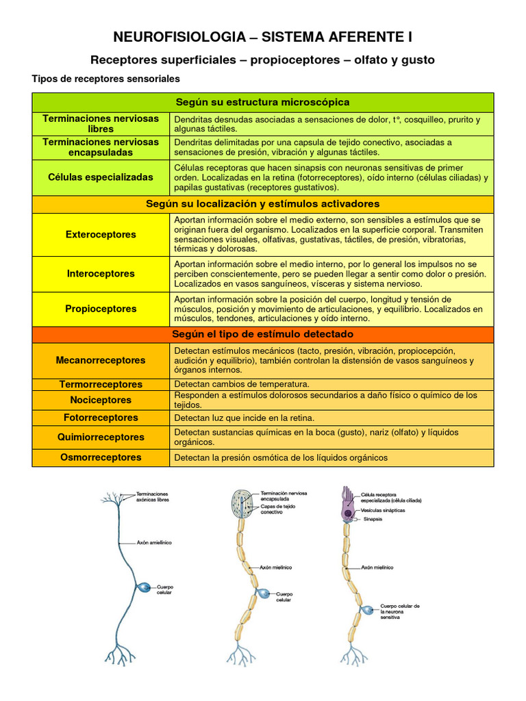 Clase 20 Sistema aferente I | PDF | Gusto | Dolor
