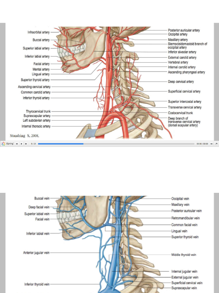gambr regio leher | PDF