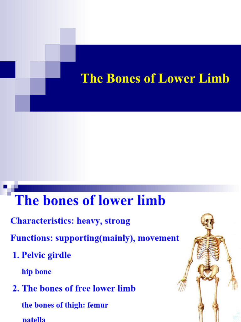 3-The Bones of Lower Limb | PDF | Human Leg | Pelvis