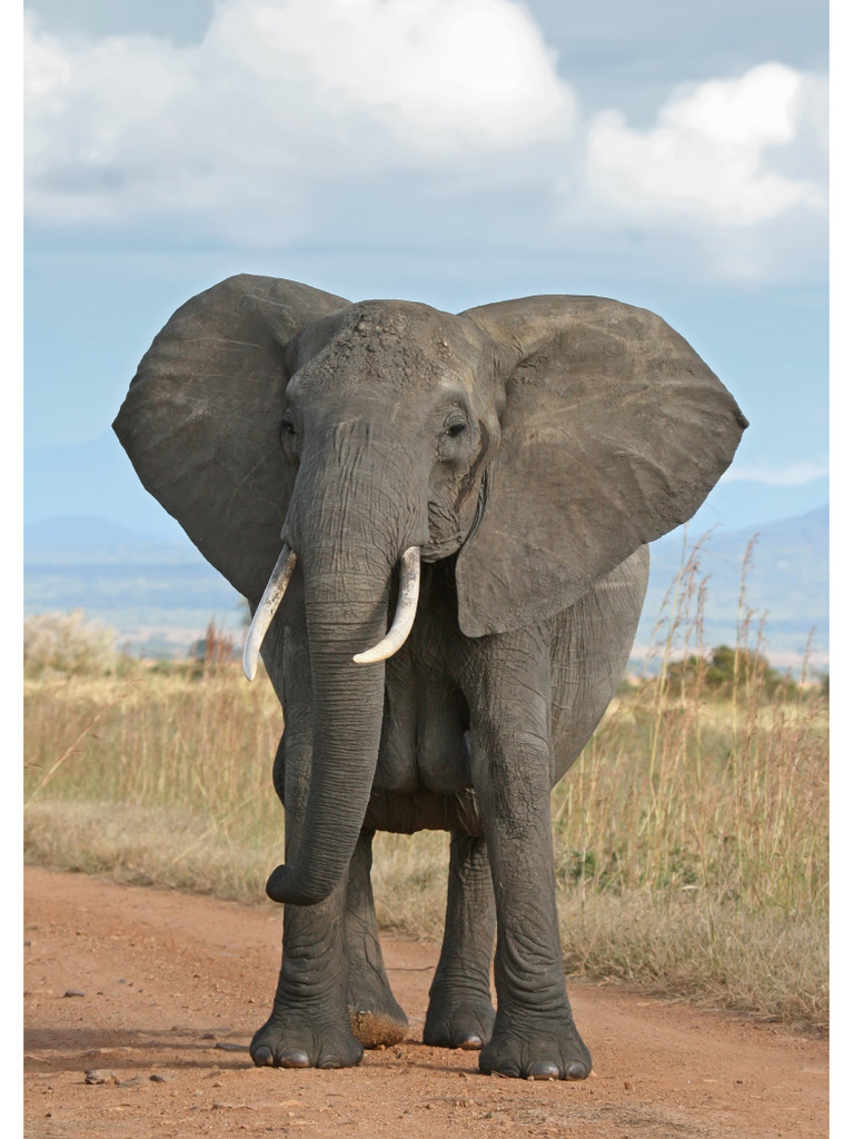 Elephant | PDF