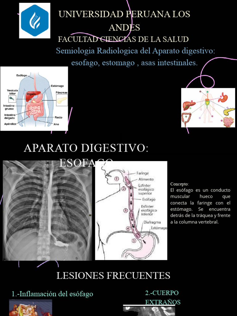 Aparato Digestivo Esofago, Estomago, Asas Intes. | PDF | Estómago | Esófago