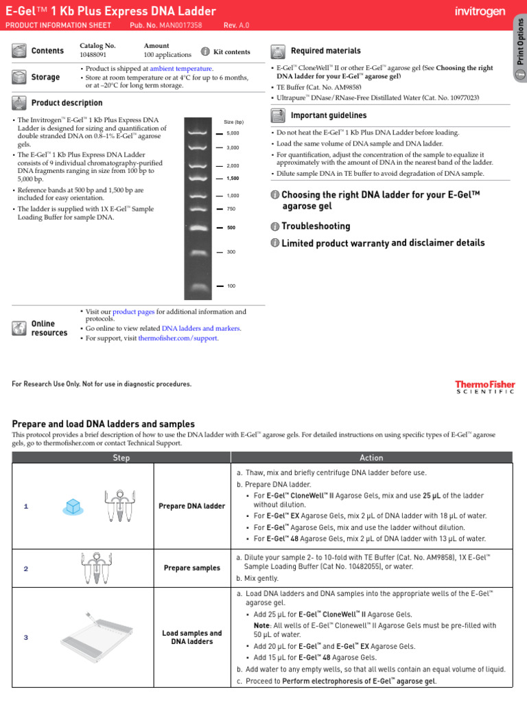 Egel 1kb Plus Express Ladder Man | Download Free PDF | Agarose Gel ...