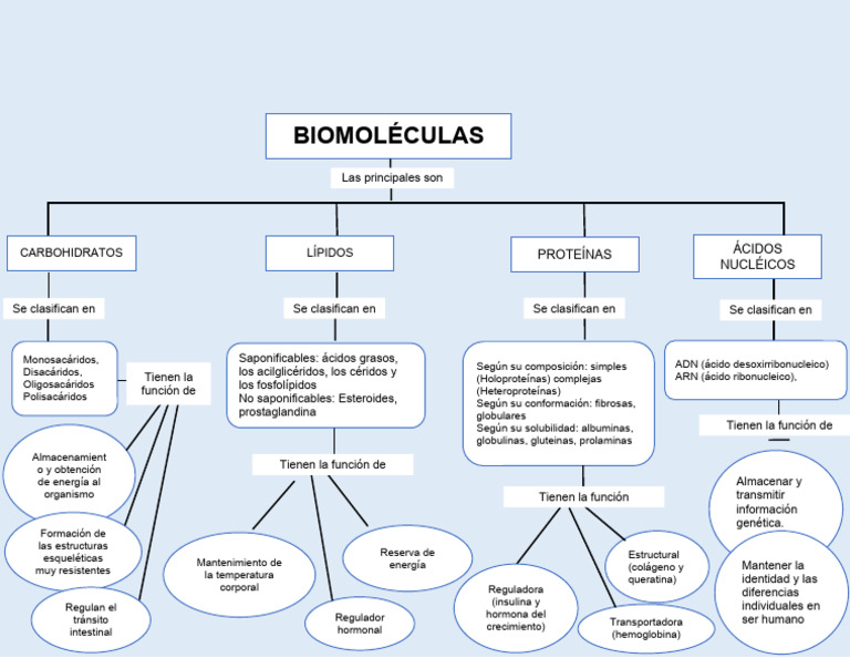 Mapa-conceptual-de-las-Biomoleculas | Descargar gratis PDF ...