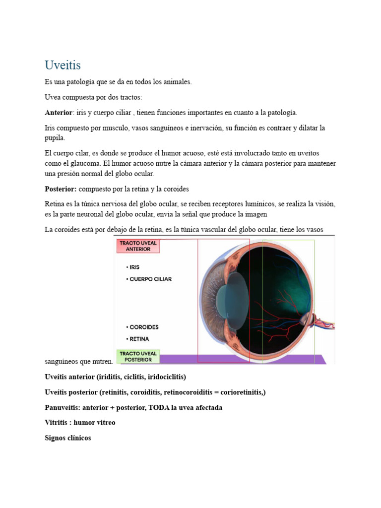 Uveitis: Causas, Síntomas y Tratamiento | PDF | Ojo humano ...